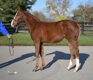 Luna Rosa '23 | Eclipse Thoroughbred Partners