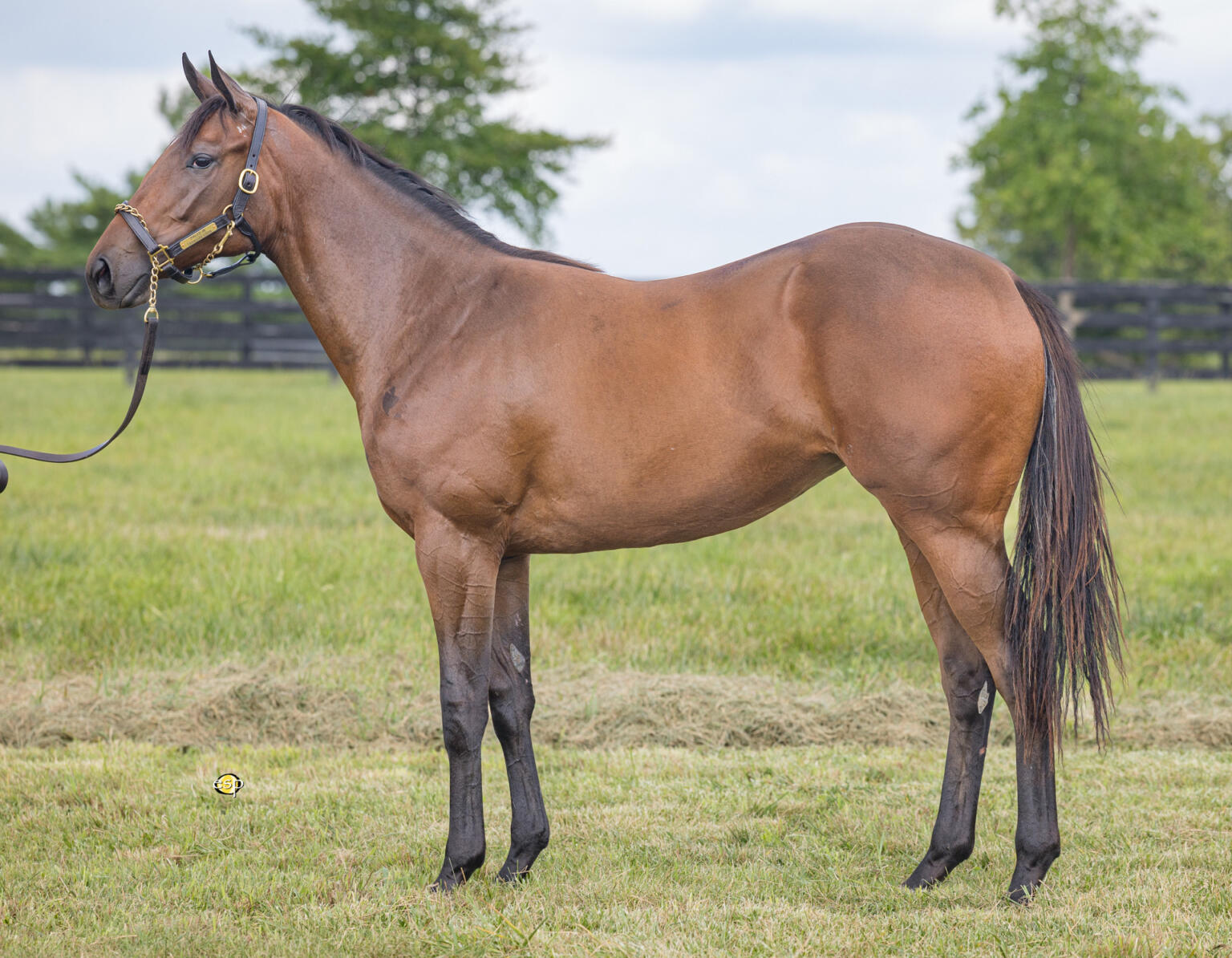 Mobile | Eclipse Thoroughbred Partners