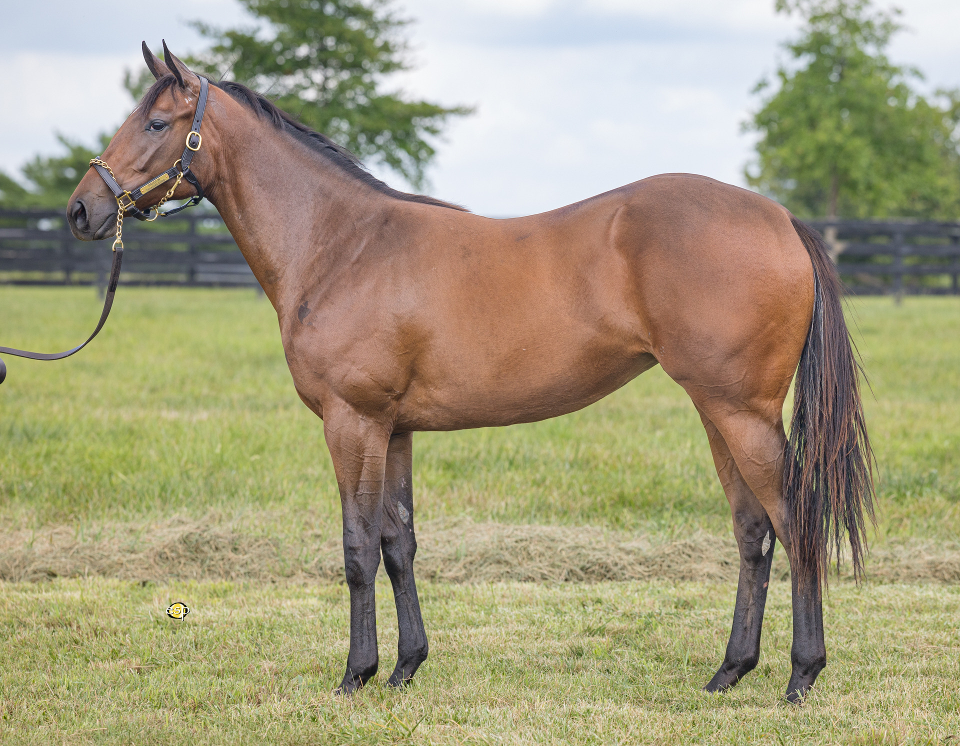 Mobile | Eclipse Thoroughbred Partners