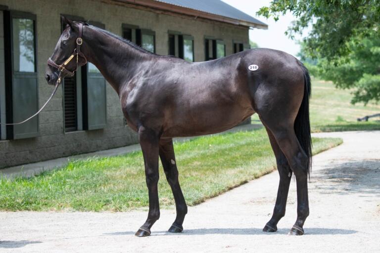 Mass | Eclipse Thoroughbred Partners