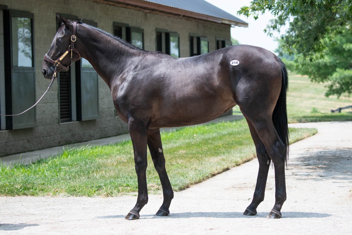 Mass | Eclipse Thoroughbred Partners