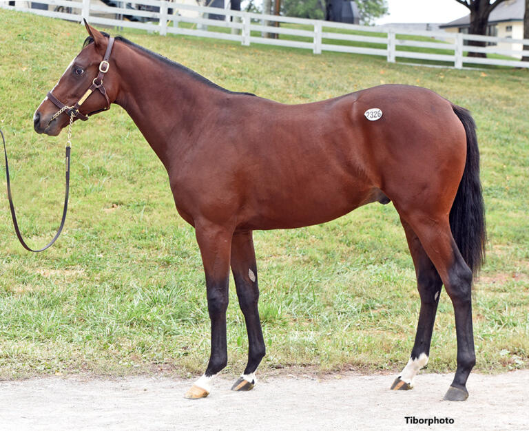 Cop a Plea | Eclipse Thoroughbred Partners