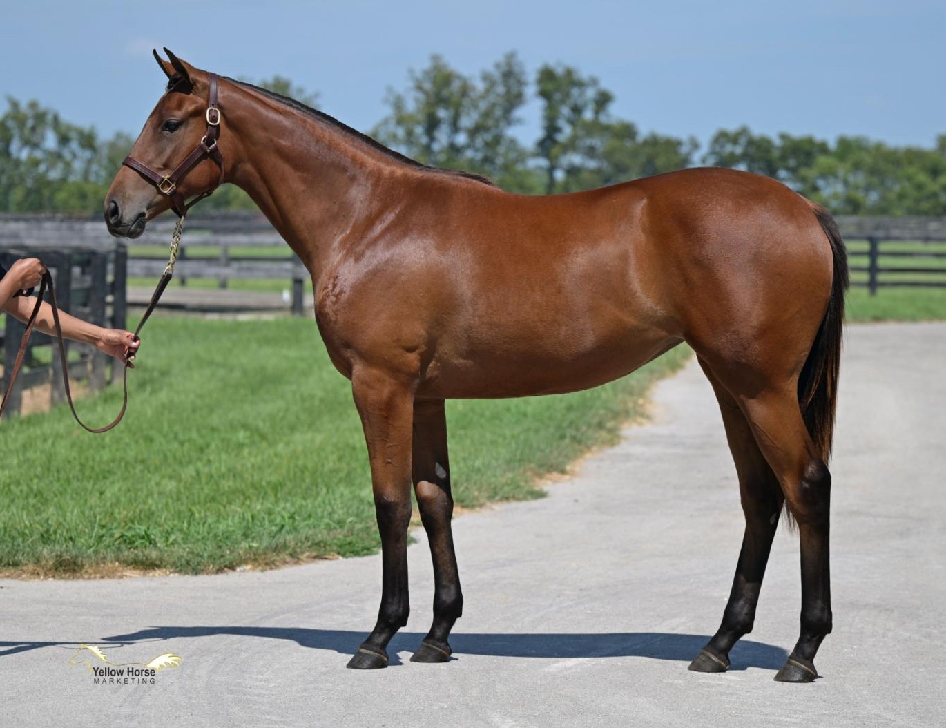 Meaning | Eclipse Thoroughbred Partners