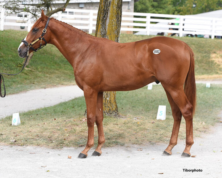 Collecting | Eclipse Thoroughbred Partners