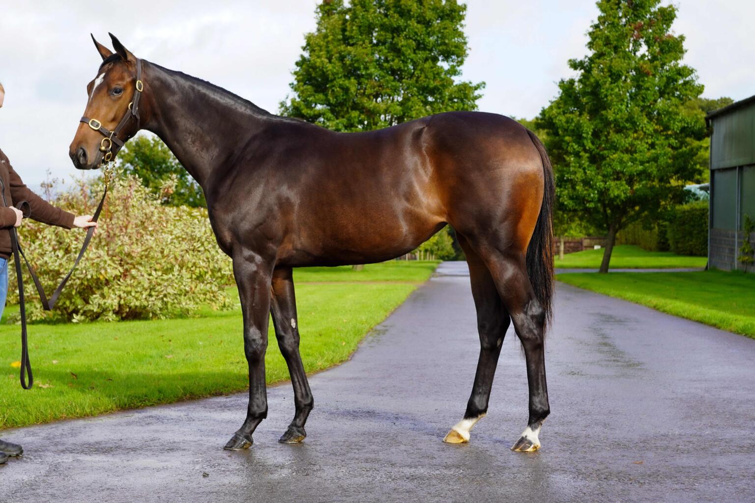 Silvery (GB) | Eclipse Thoroughbred Partners