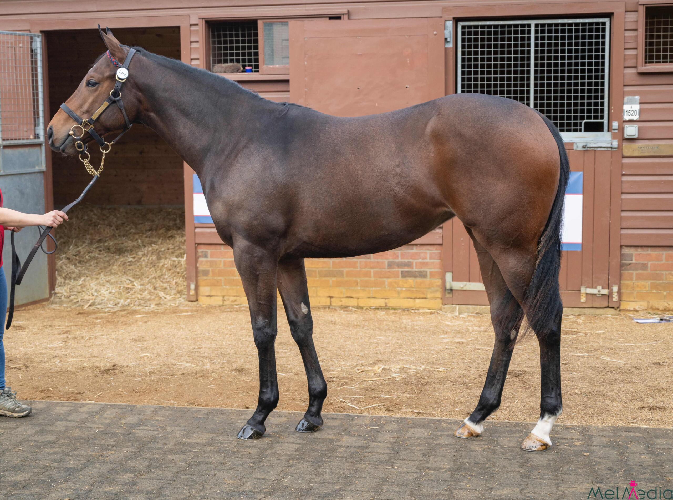 Foggy | Eclipse Thoroughbred Partners
