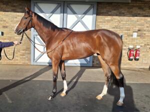 Ariri (GB) | Eclipse Thoroughbred Partners
