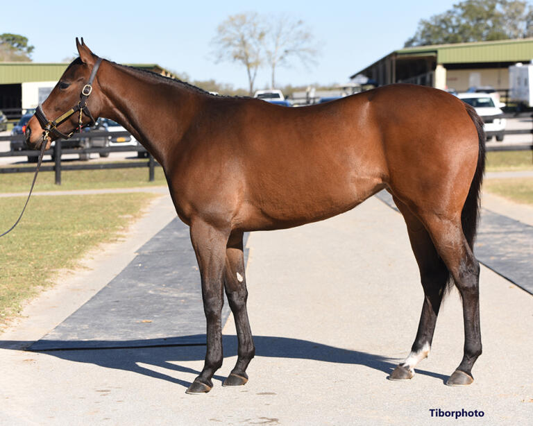 Enjoying | Eclipse Thoroughbred Partners