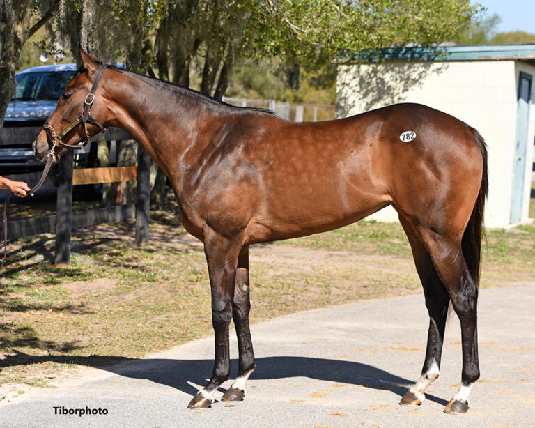 Matadora | Eclipse Thoroughbred Partners