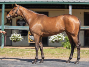 Vanish | Eclipse Thoroughbred Partners