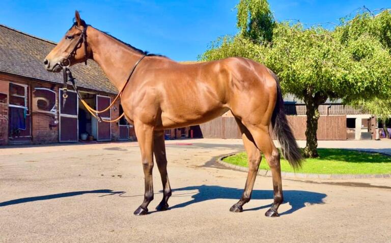 Amberia | Eclipse Thoroughbred Partners