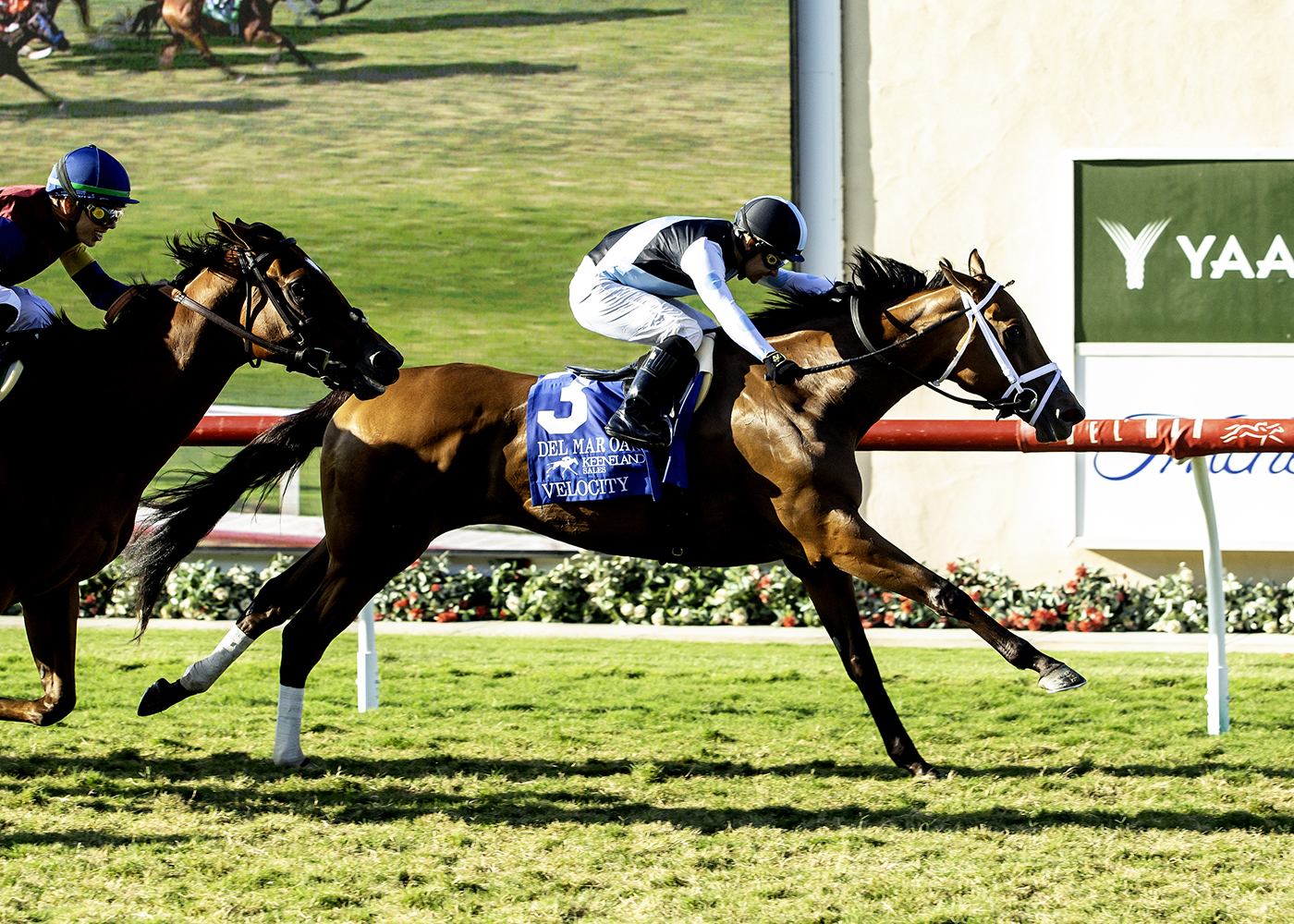 Velocity Surprises Del Mar Oaks Field at 35-1 | Eclipse Thoroughbred ...
