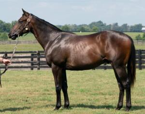 Magic Time | Eclipse Thoroughbred Partners