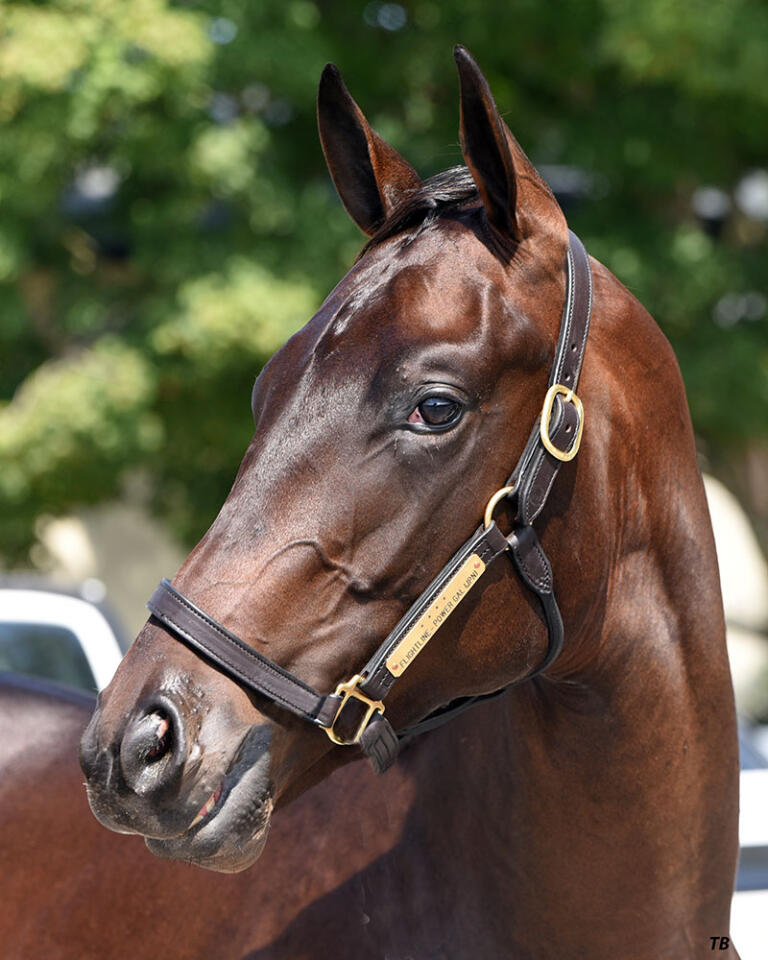 Powering | Eclipse Thoroughbred Partners