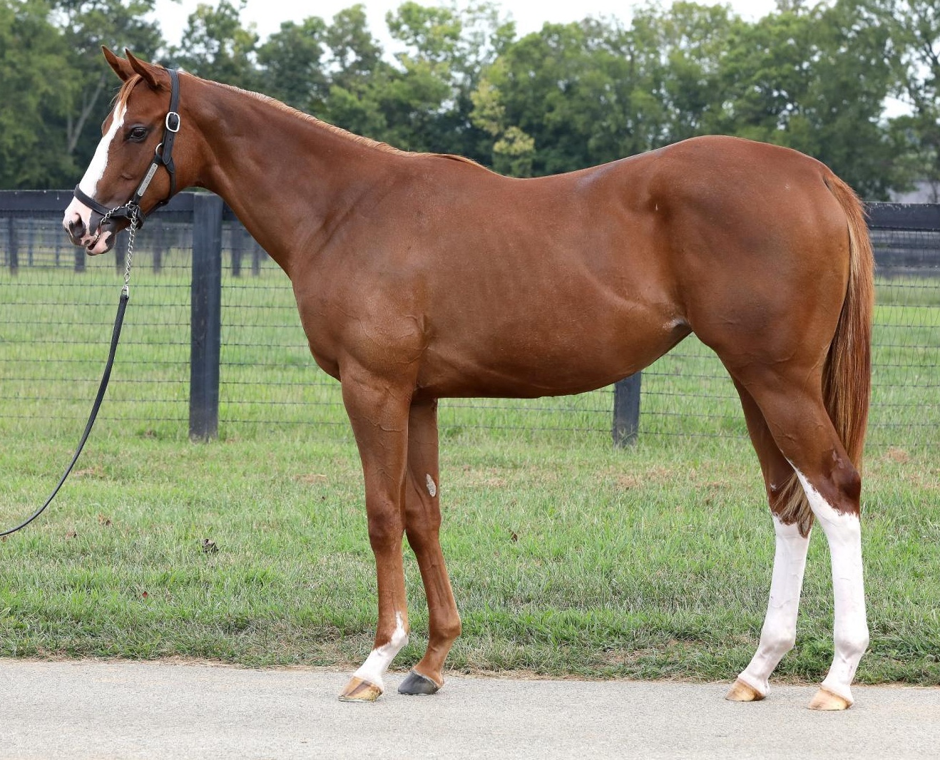 Shadowing '24 | Eclipse Thoroughbred Partners