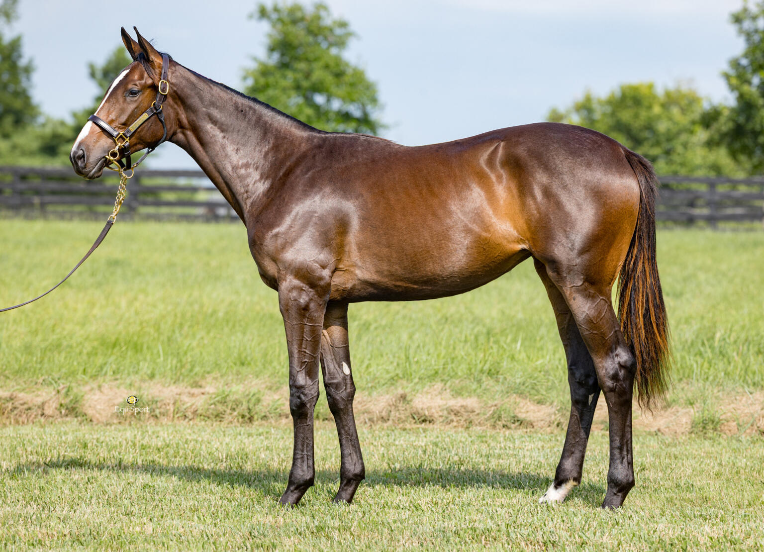 Starting | Eclipse Thoroughbred Partners